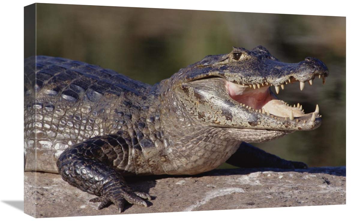 Amazon Caiman