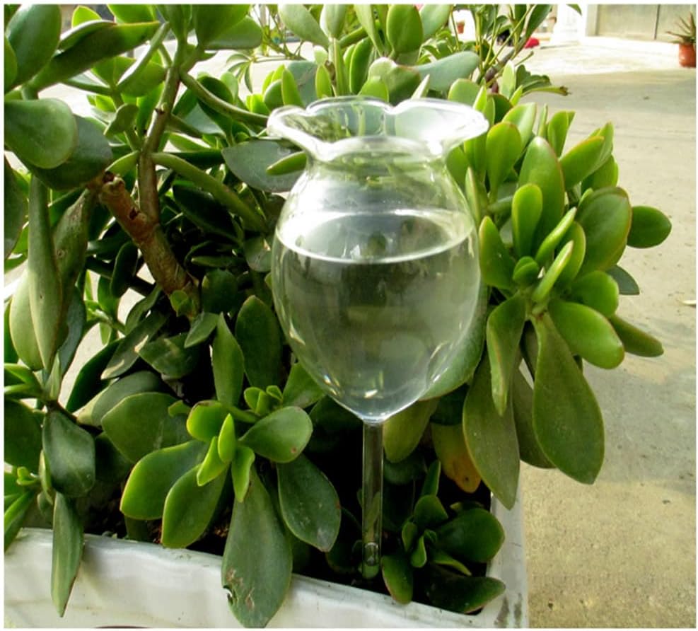 Amazon.com: EOEO Self Watering Aqua Globes Hand-blown Mini Glass ...