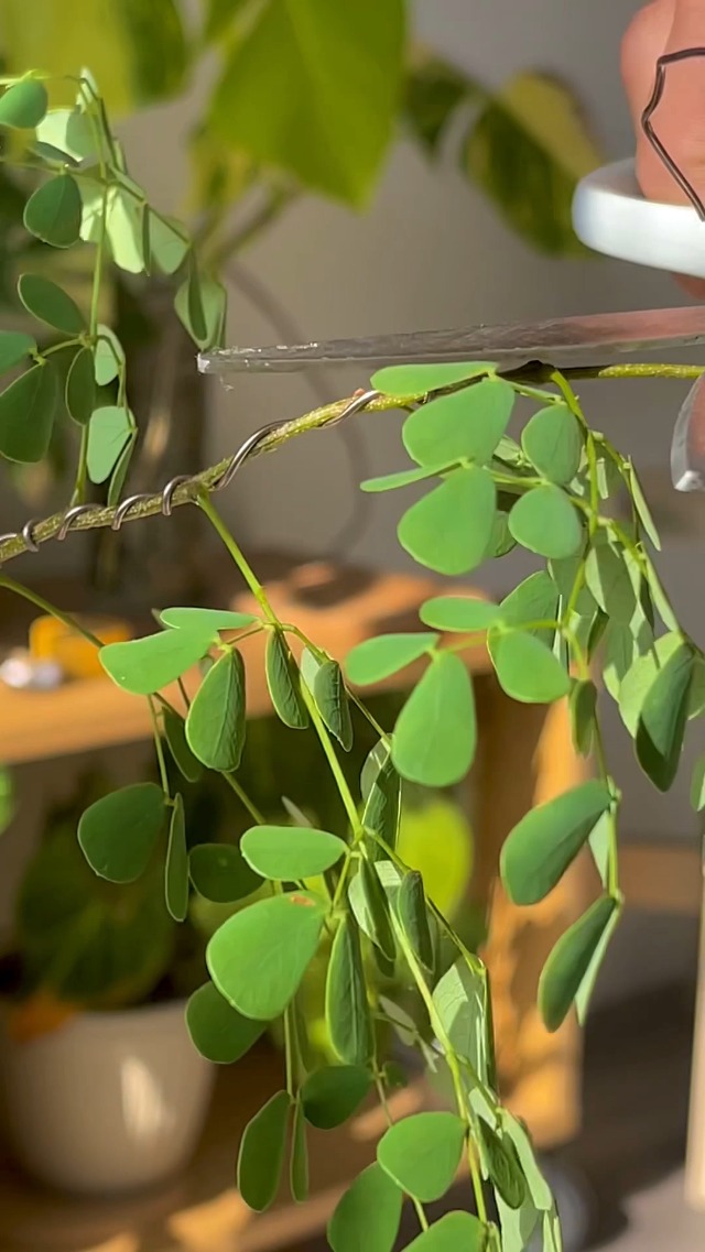 Benji's Storefront's Amazon Page