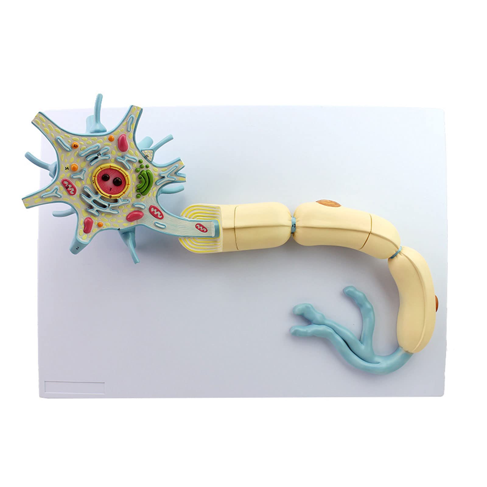 Buy Neuron Model, Nerve Fiber Structure Magnification Model And Medical ...