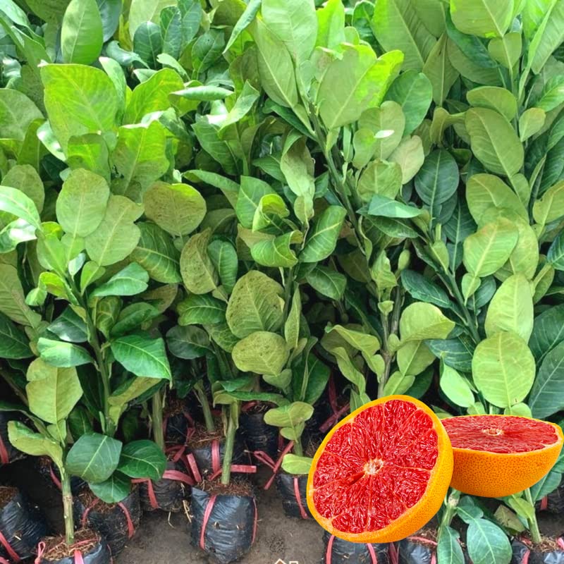 Grapefruit tree - How to grow & care