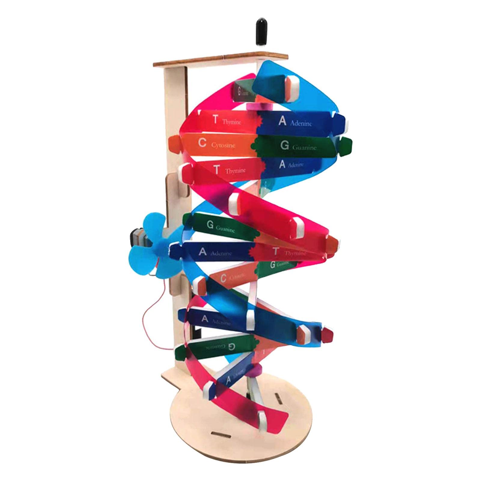 Buy edcb 5 Pcs s Model Kit | Automatic Rotating Human Double Helix ...
