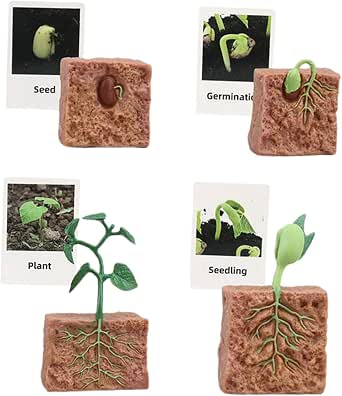 Amazon.co.jp: Realistic Lifecycle Toys, Early Education, Preschool ...