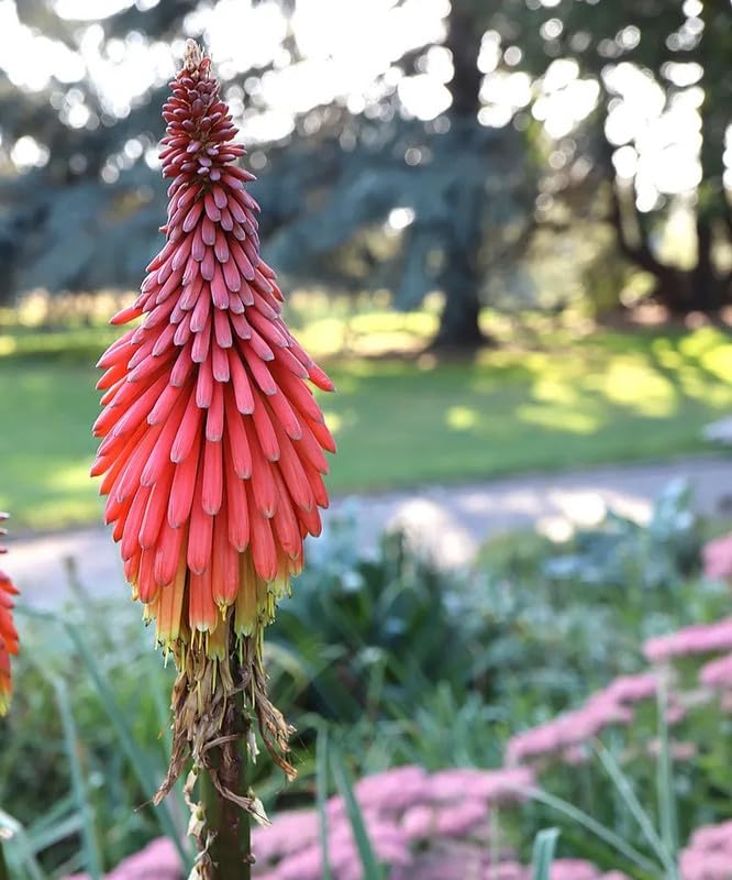 Exotic Hot Poker Torch Lily Bulbs Effortless Growth for Year-Round Home ...