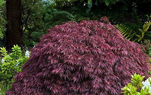 Buy 20 Graines Erable , Japanese le , Acer Palmatum Dissectum Tree ...