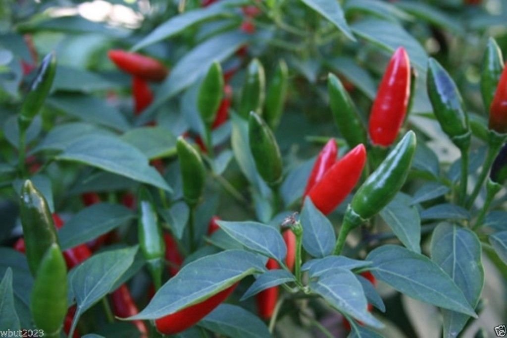 Amazon.com : African Bird’s Eye Chili (100 Seeds) Malawi bird Chili ...