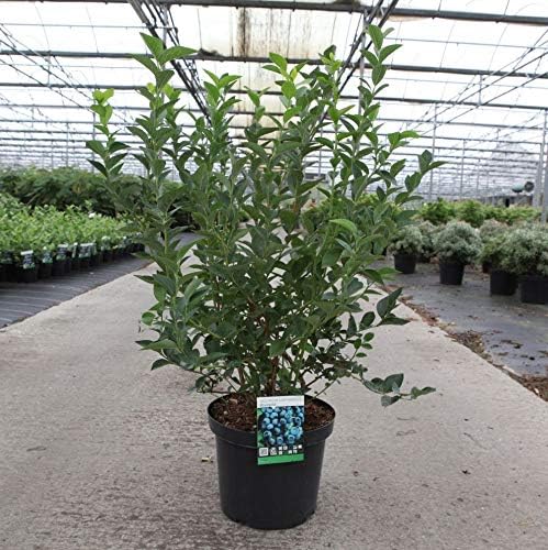 Large 10 Litre Blueberry Plant 'Bluegold ' - Produces ONE of The ...