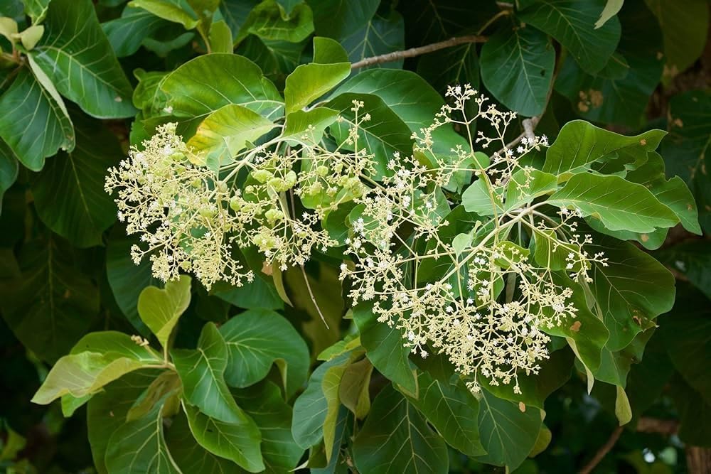 Teak Tree Flower ᱥᱟᱜᱩᱟᱱ ᱫᱟᱨᱮ | Teak