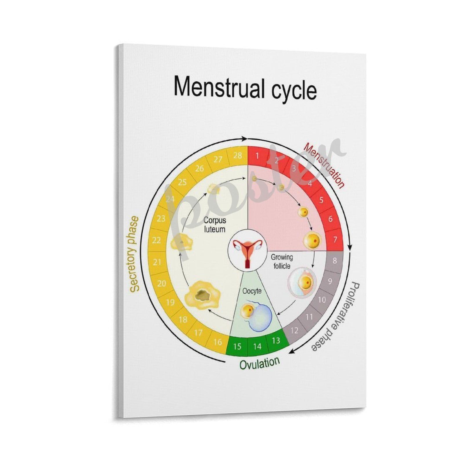 Womans Monthly Cycle Chart Periods Are Powerful Stanford Female