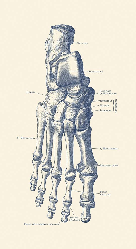 Right Foot Anatomy