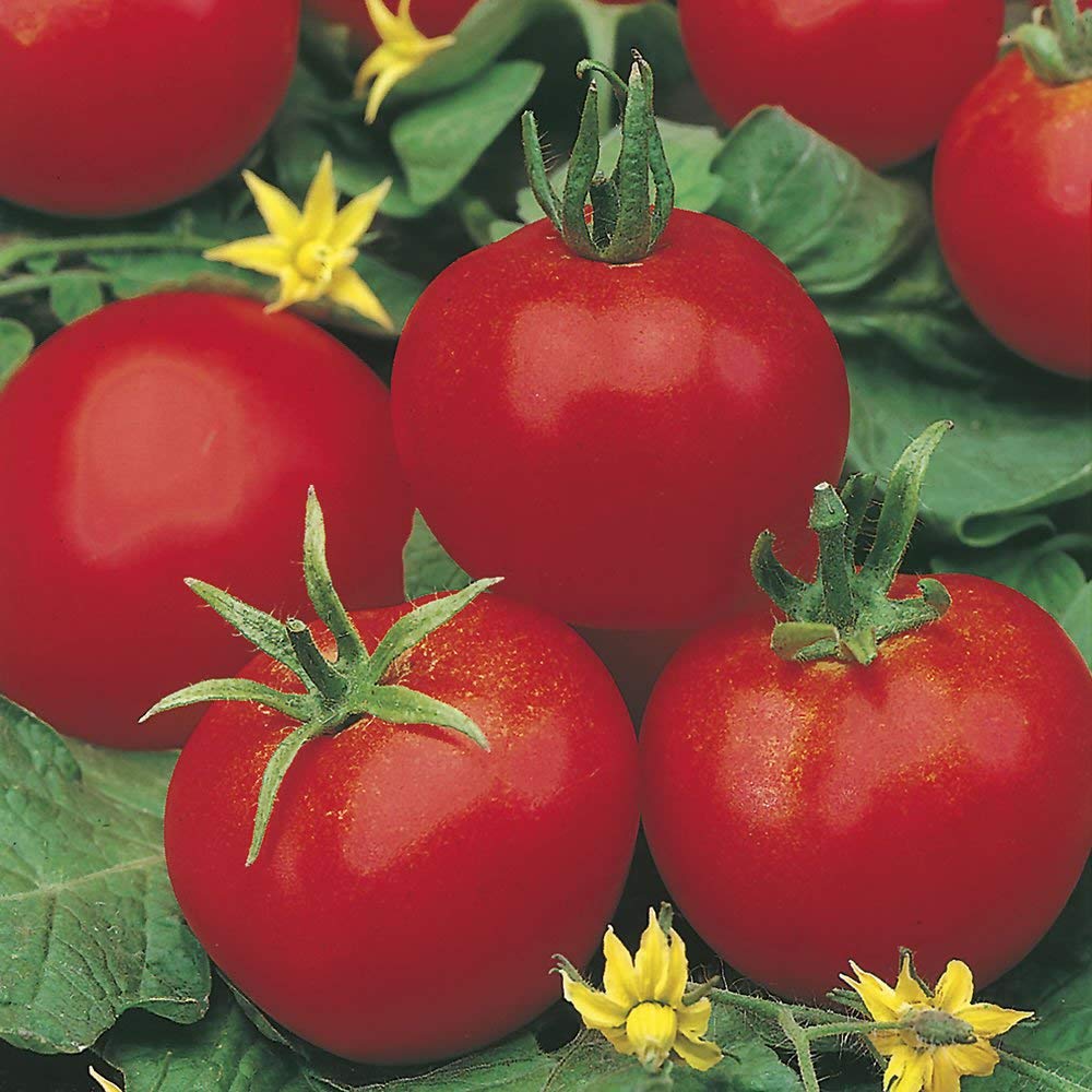 TOMATO - MONEYMAKER - 50 SEEDS : Amazon.co.uk: Garden