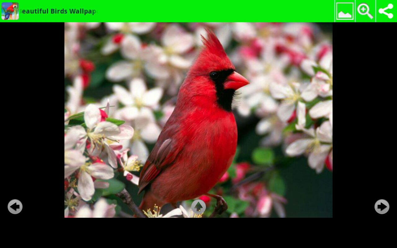 Beautiful Birds Wallpapers - App on Amazon Appstore