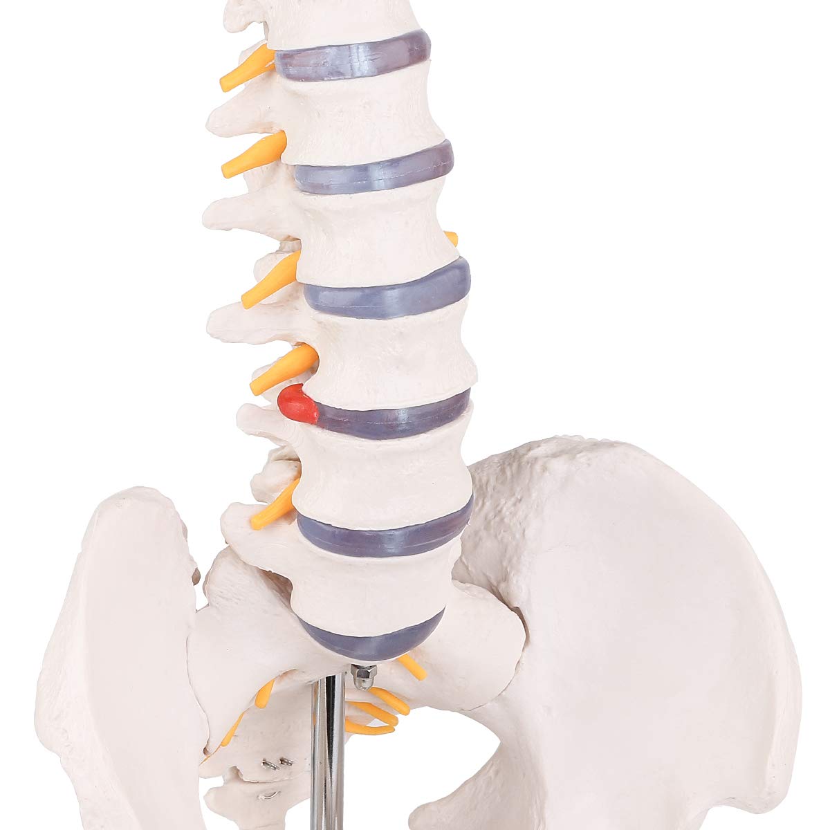 RONTEN Spine Model, 31" Life Size Spinal Cord Model with Vertebrae ...