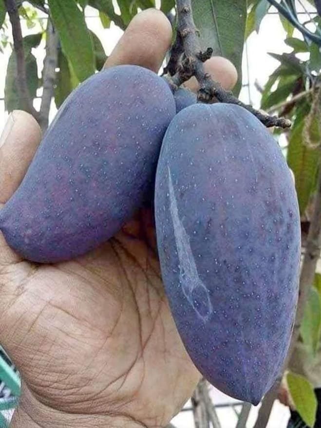 Golden Bloom KASTURI BLACK MANGO GRAFTED LIVE Original Grafted Plant ...