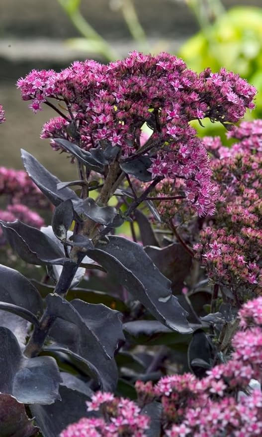 Amazon.com : Sedum 'Back in Black' Stone Crop, 3 Live Perennial Plants ...