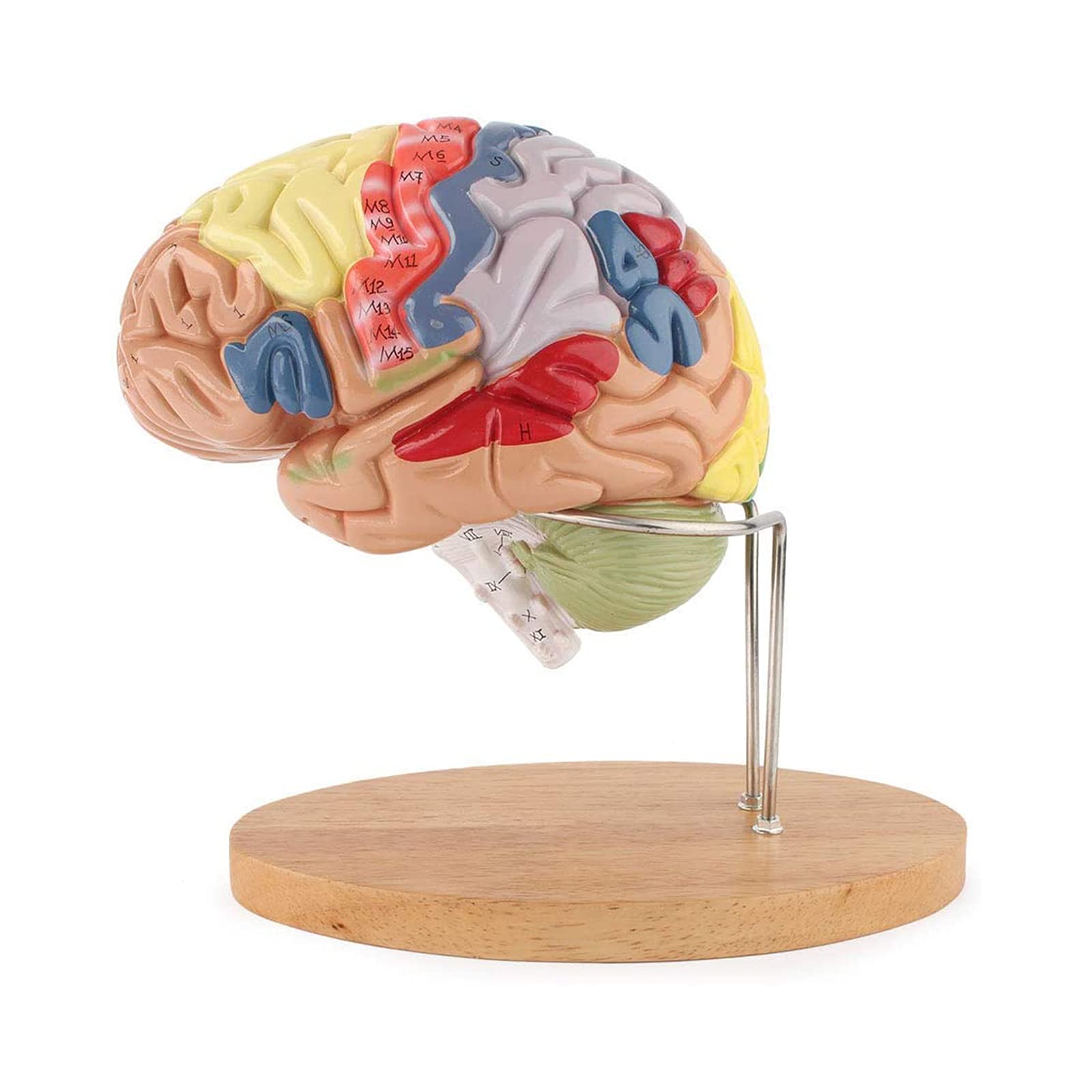 Buy Human Brain Model, 4D Human Brain Structure Cerebral Cortex Nerve 4 ...