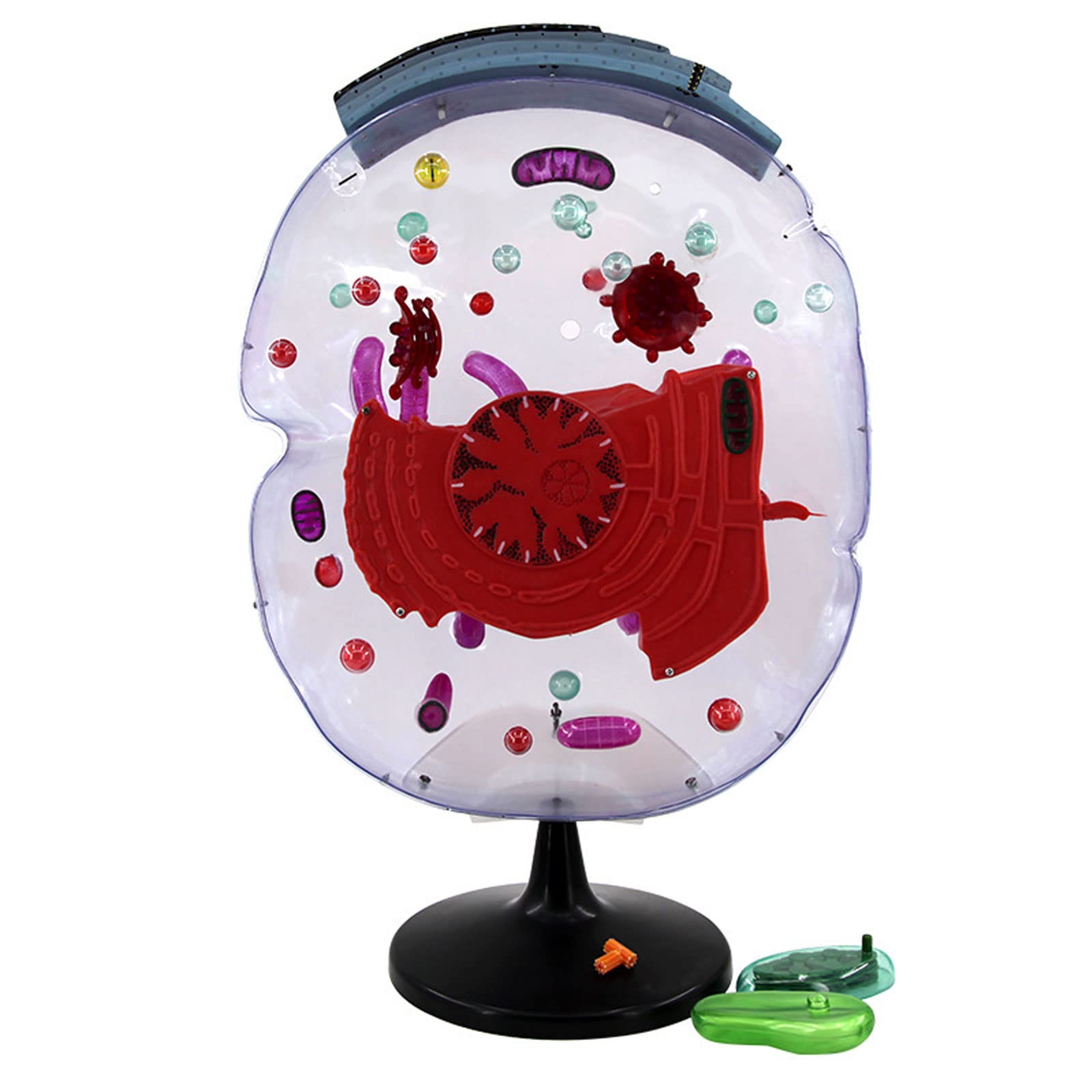 Cell Submicroscopic Structure Models Zoom In 20 000 Times Eukaryotic ...