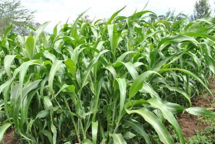 Deshi Jowar seeds, deshi Chari beej, sorghum sudan grass (1.990kg ...