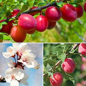 Amazon.com : 1 Plum Tree Live Plant for Planting 8 to 12 Inc Tall ...