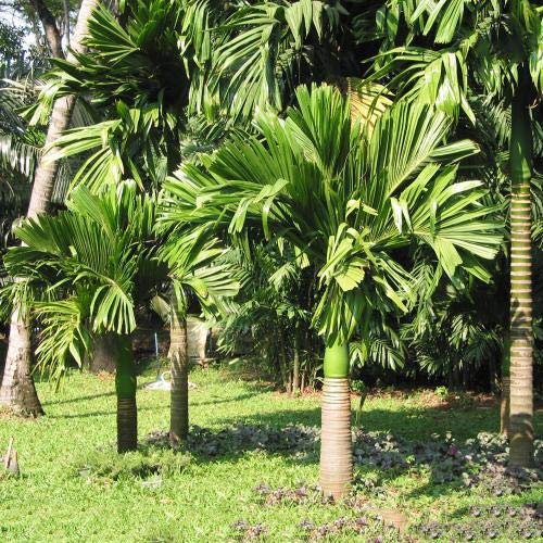 Plant Nursery Online Betel Nut Palm, Areca Nut, Supari Palm Plants ...