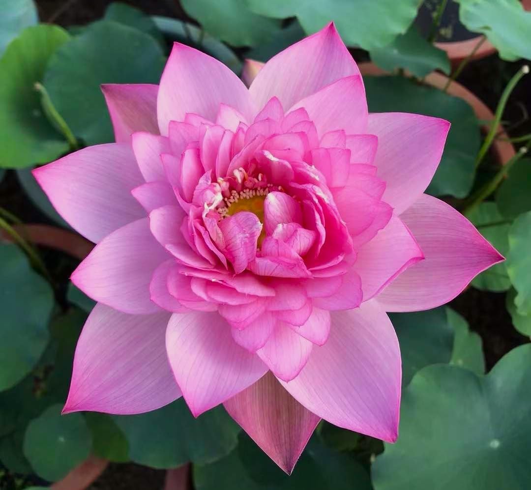 Oxygeen Lotus Flower Plant Tuber Bulb Nelumbo nucifera