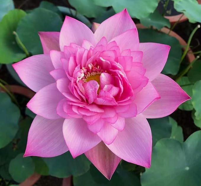 Oxygeen Lotus Flower Plant Tuber Bulb Nelumbo nucifera for Home Decor ...