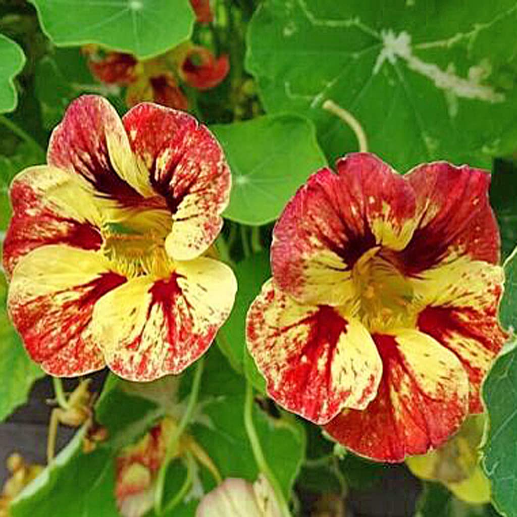 Nasturtium Ice Cream Sundae Edible Flower Seeds - 'Tropaeolum nanum ...