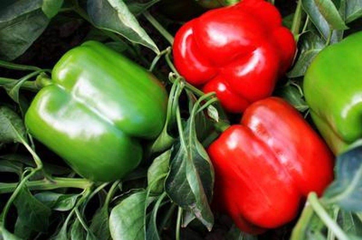 Amazon.com : Majestic Red Hybrid F1 Bell Pepper Seeds - matures to a ...
