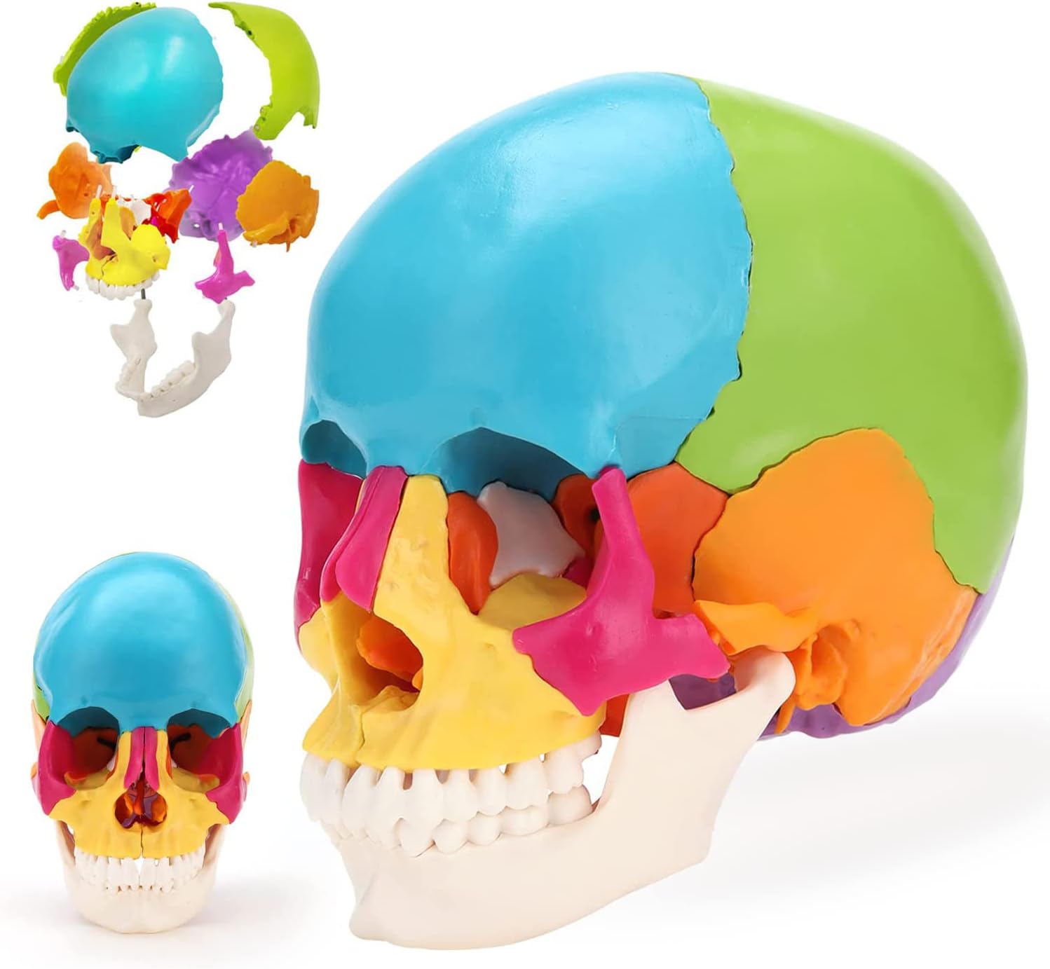 Life-Size Human Skull Model 22 Multi-Colored Pieces Exploded Anatomical ...