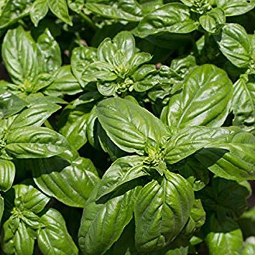 Amazon.com : Palm Beach Medicinal Herbs - Emily Basil (Ocimum basilicum ...