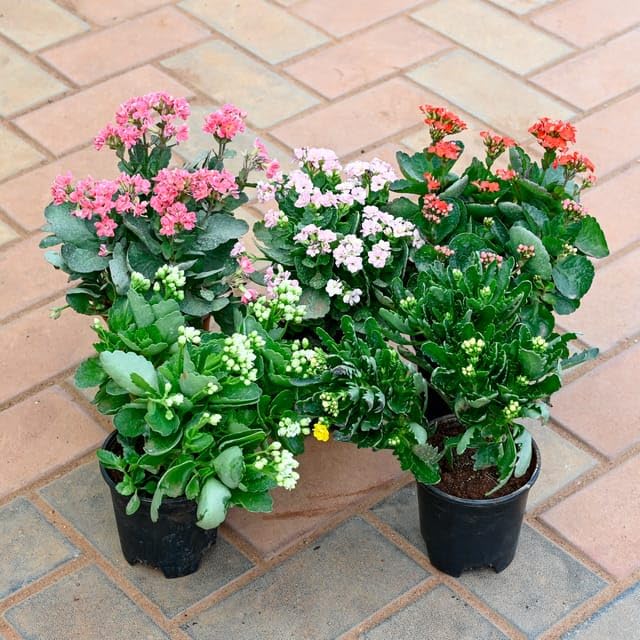 Miniature Kalanchoe Plant