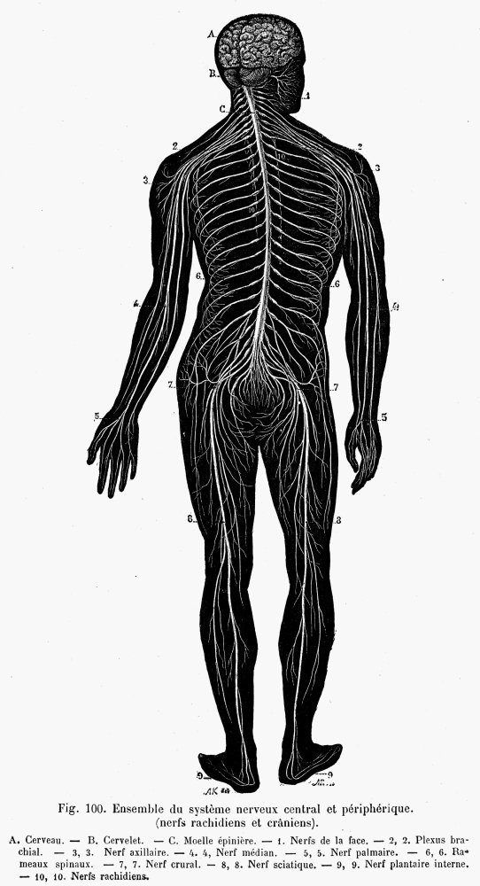 Nervous System Drawing