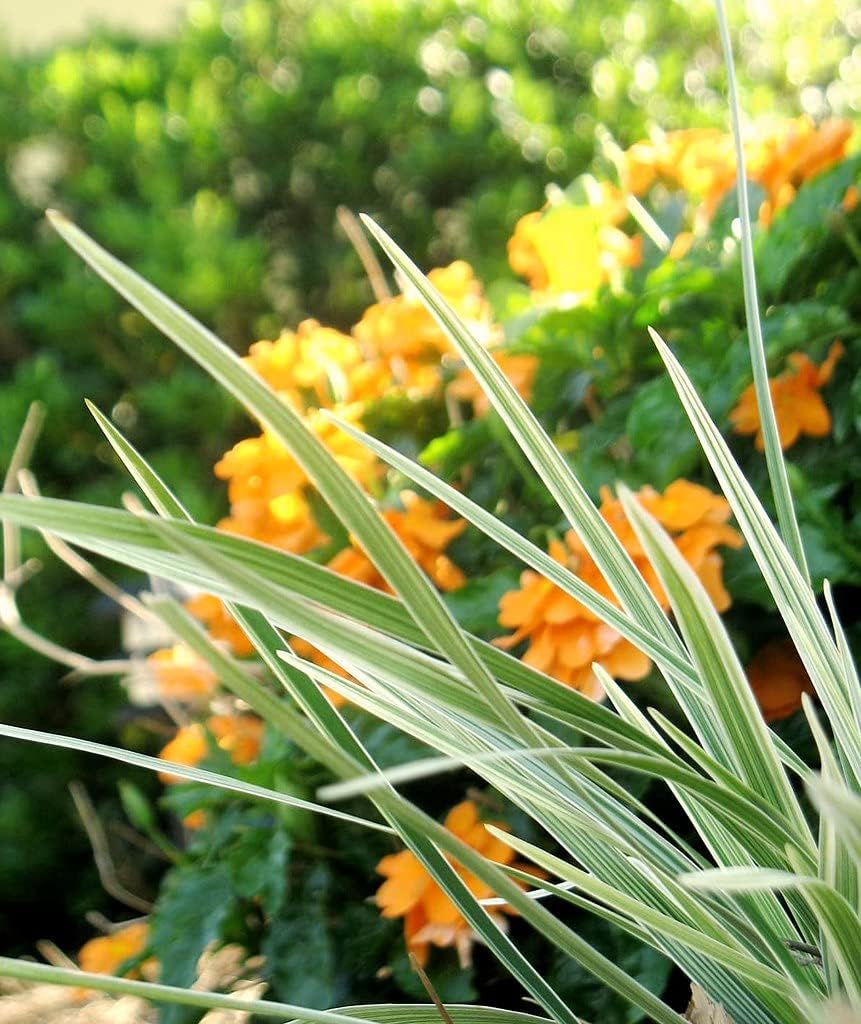 Amazon.com : Aztec Grass - 1 Live Quart Size Plant - Variegated Liriope ...