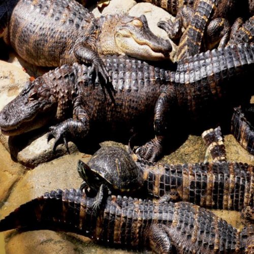 Play Gator Block by BC on Amazon Music