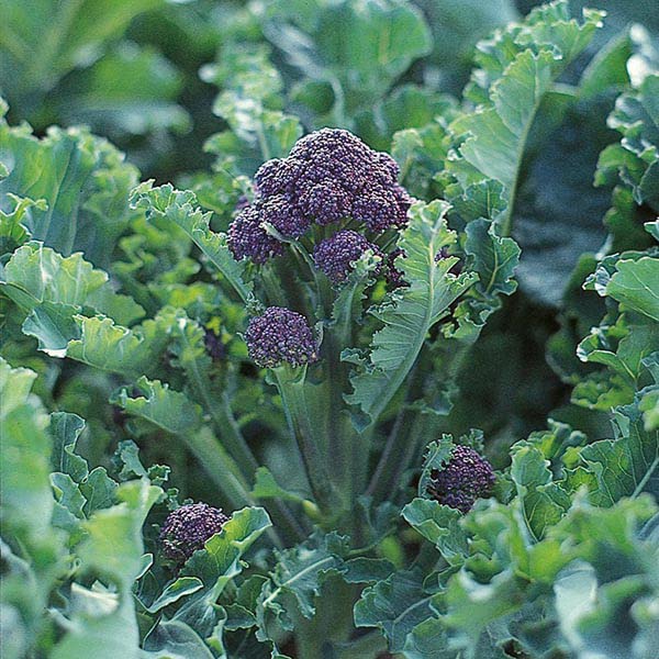 Nursery Live Rare Hybrid Broccoli " Long Cropping " Exotic 20 Vegetable ...