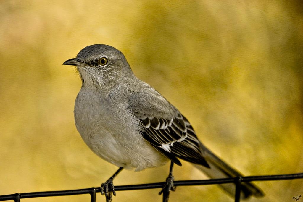 Amazon.com: Northern Mockingbird by Chris Lord Photo Photograph Bird ...