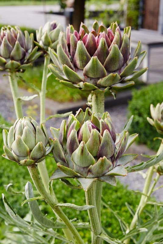Ritz Farming® Brussel sprouts Seeds | Vegetable Seeds | green & maroon ...