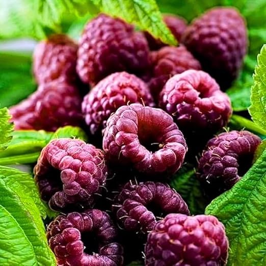 Amazon.com : 2 Raspberry Plants Live for Planting, Raspberry Trees Live ...