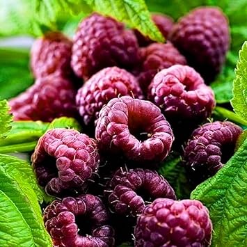 Amazon.com : 2 Raspberry Plants Live for Planting, Raspberry Trees Live ...