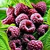 Amazon.com : 2 Raspberry Plants Live for Planting, Raspberry Trees Live ...