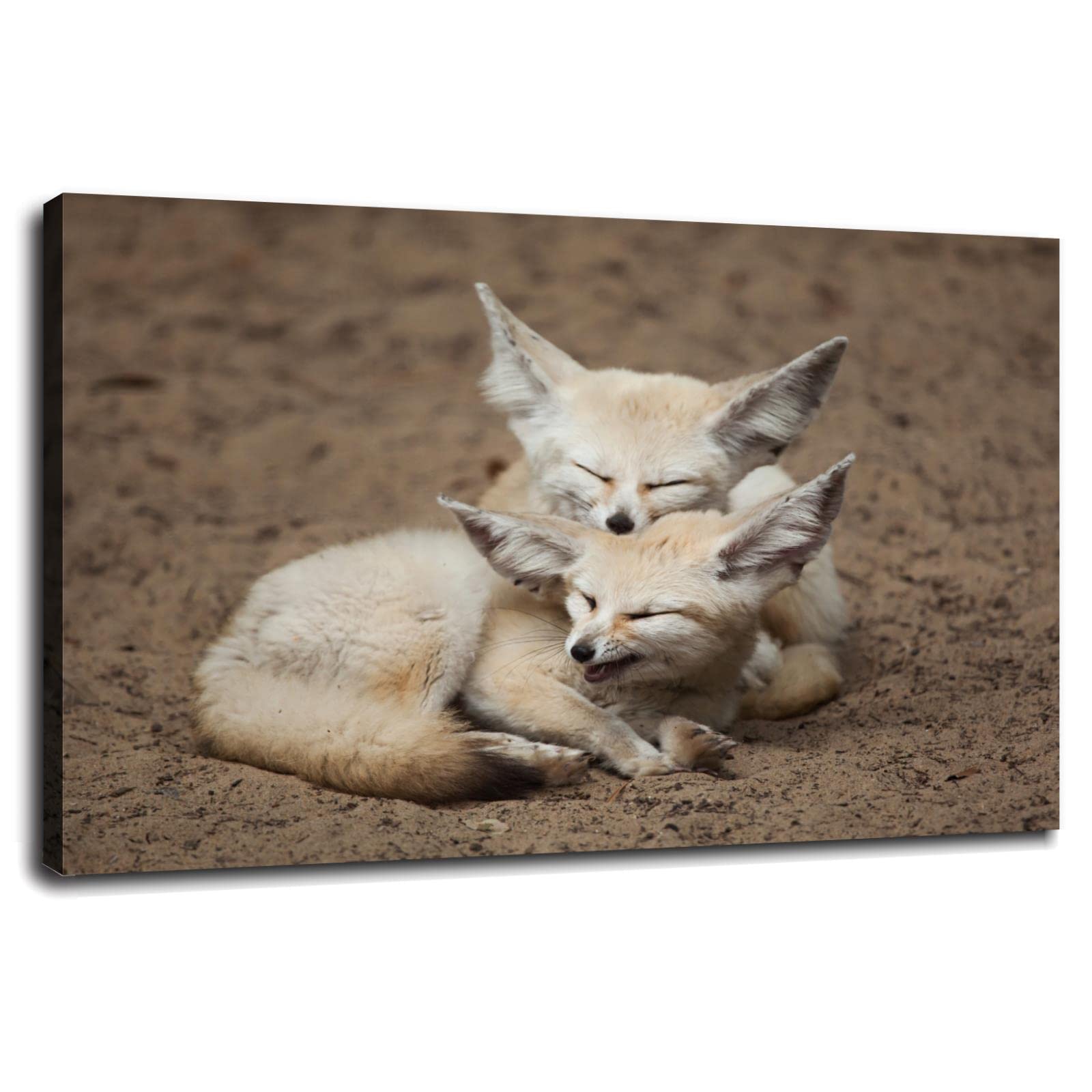 Fennec Fox In The Wild
