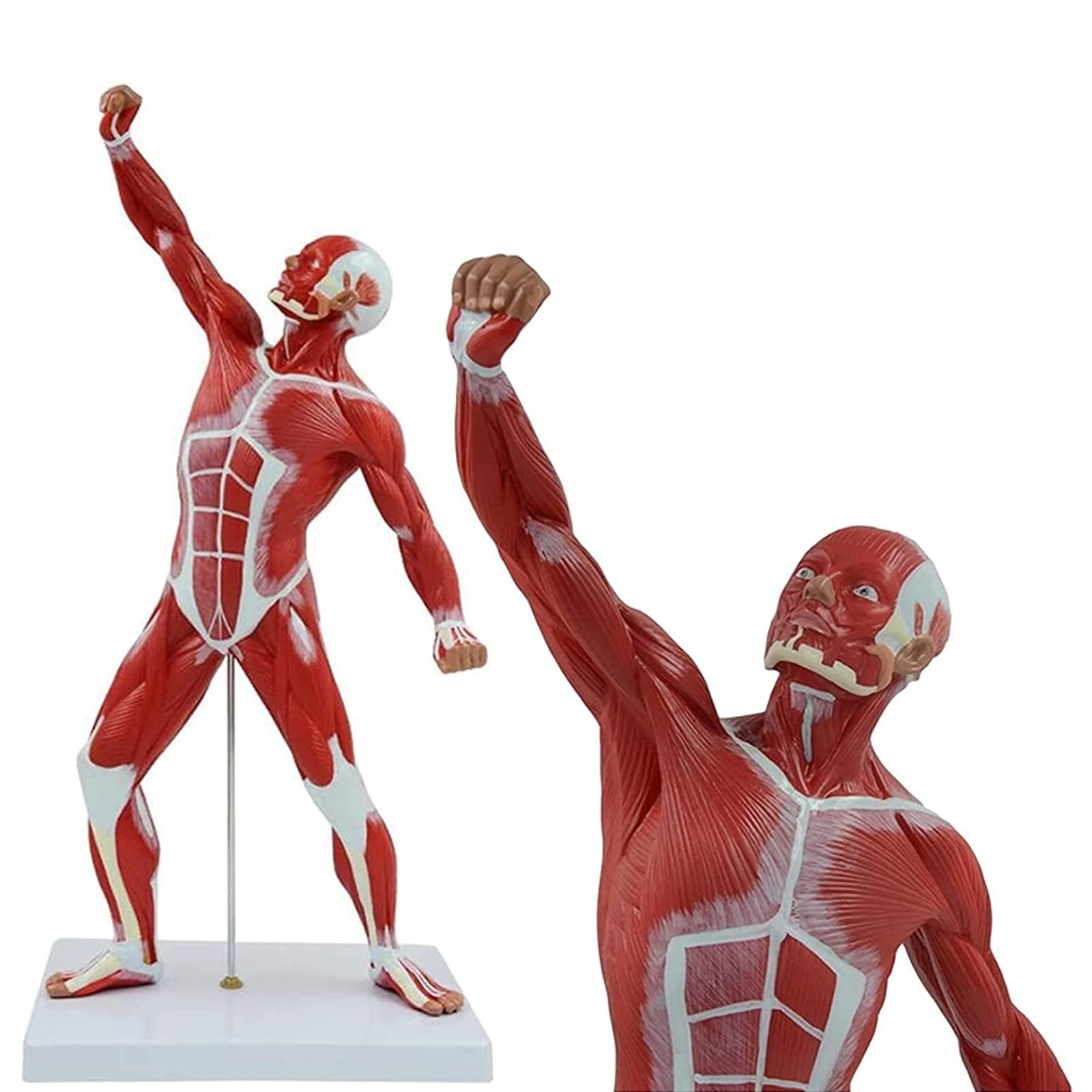 Buy Miniature Muscular System Model Human Muscle Model Human Muscles ...