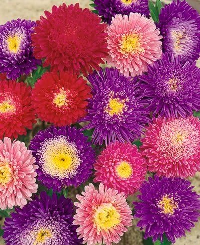 Amazon.com : Powderpuff Aster Seeds - Callistephus chinensis - 0.5 ...