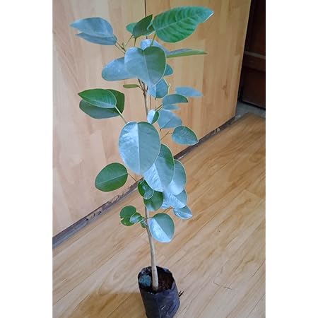 Growleaf Nursary Live Red Chandan Plant/Red Sandalwood Tree/Healthy Red ...