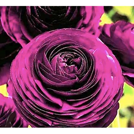 Amazon.com : Purple Aviv Peony Ranunculus -12 Largest Size Corms Bulbs ...