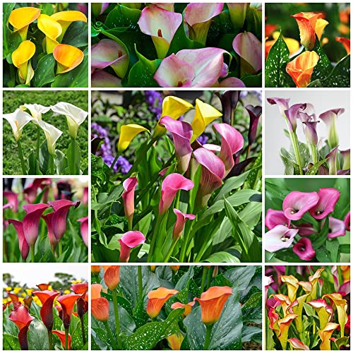 Bulbos de Calas en Leroy Merlin: Todo lo que necesitas saber - Mi Hogar