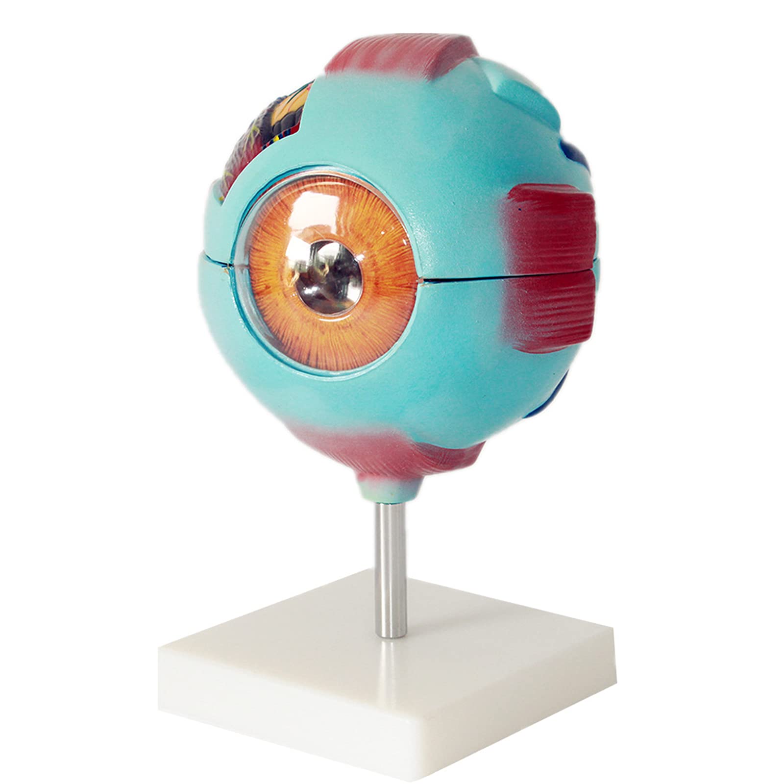 Buy Human Eyeball Anatomy Model, 6 Times Magnification Can Be Divided ...