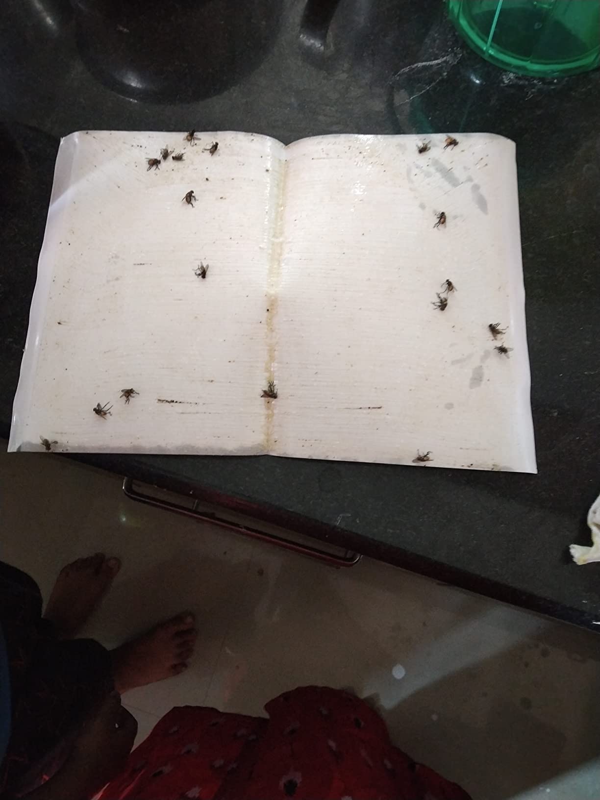 Mejor Fly Trap Sticker Paper for Home Flies - 20 nos : Amazon.in ...