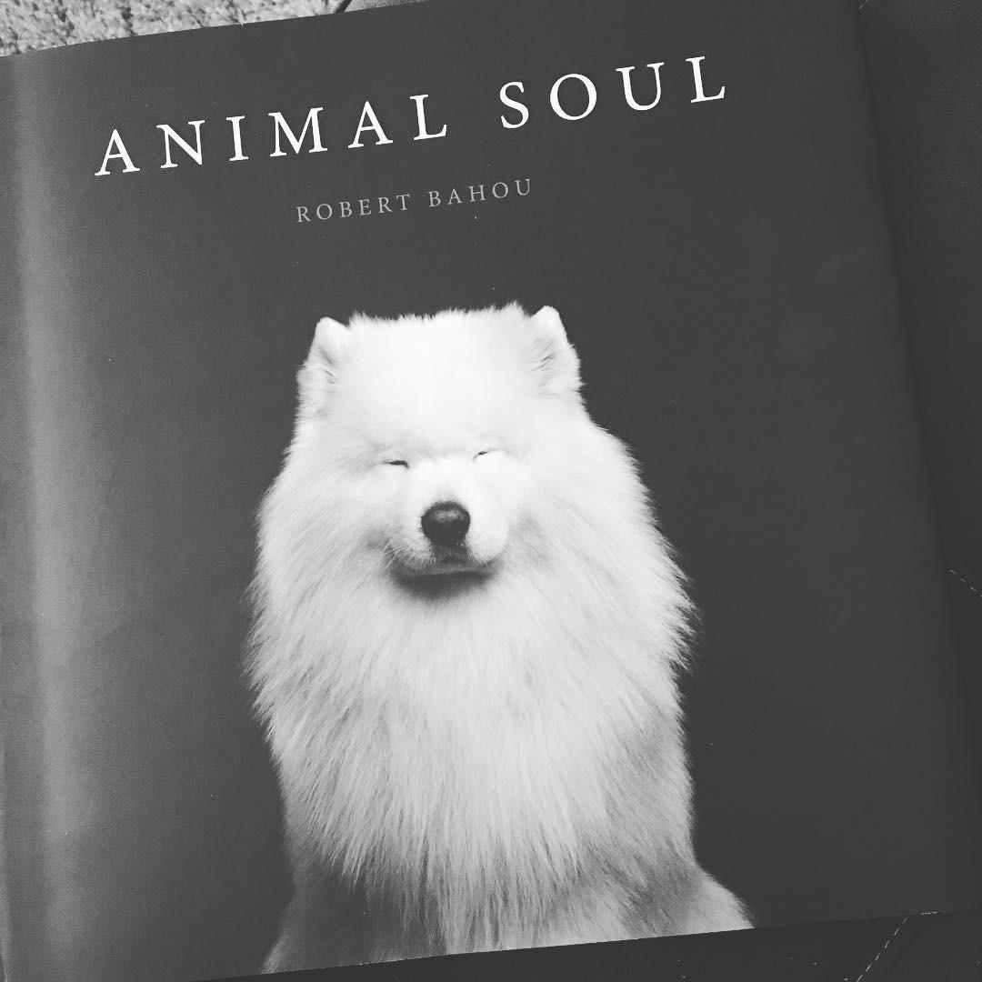 Amazon.com: Animal Soul: 9781910453216: Bahou, Robert: Books
