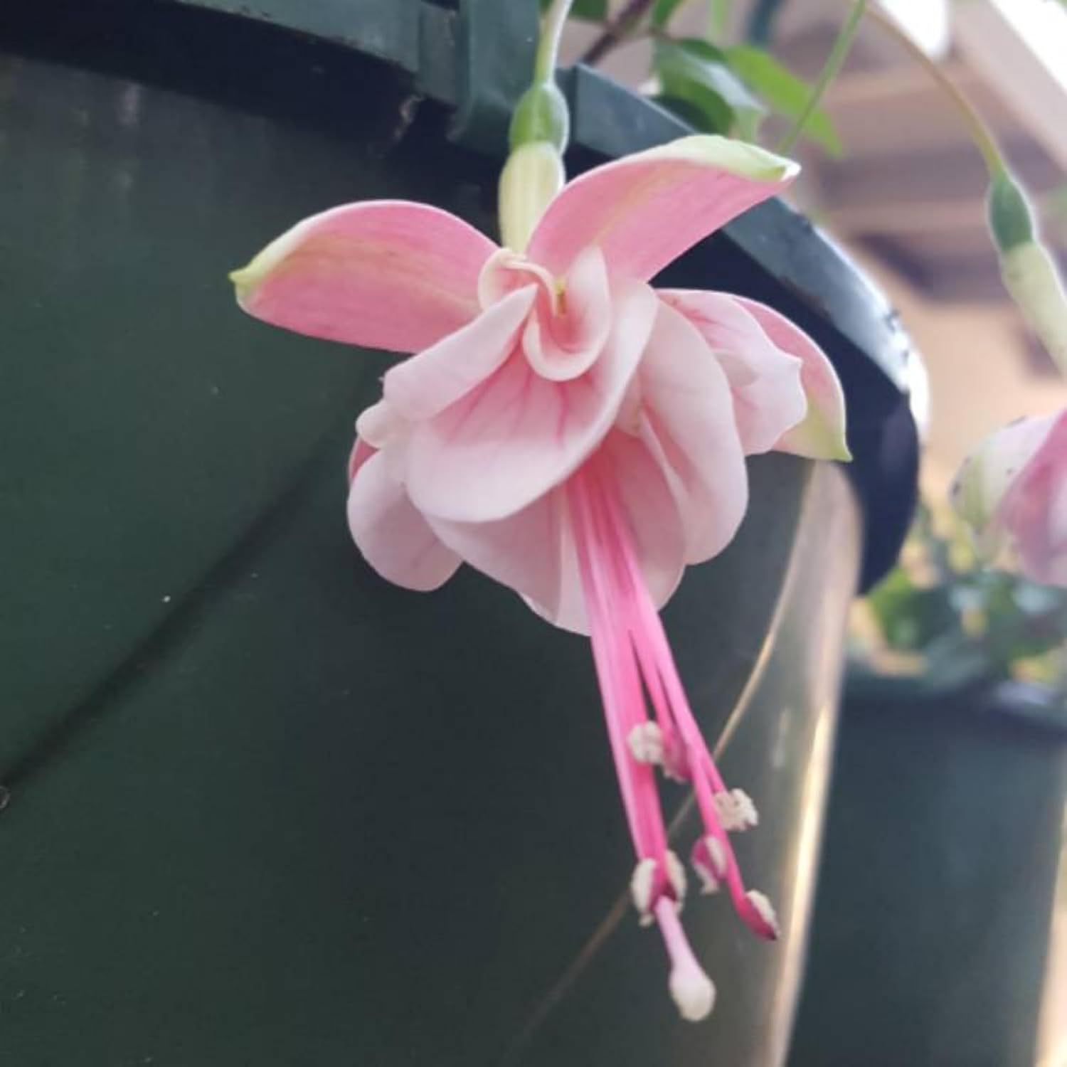Amazon.com : Fuchsia Live Plants in 4 Inch Pot, Double Pink Fuchsia ...